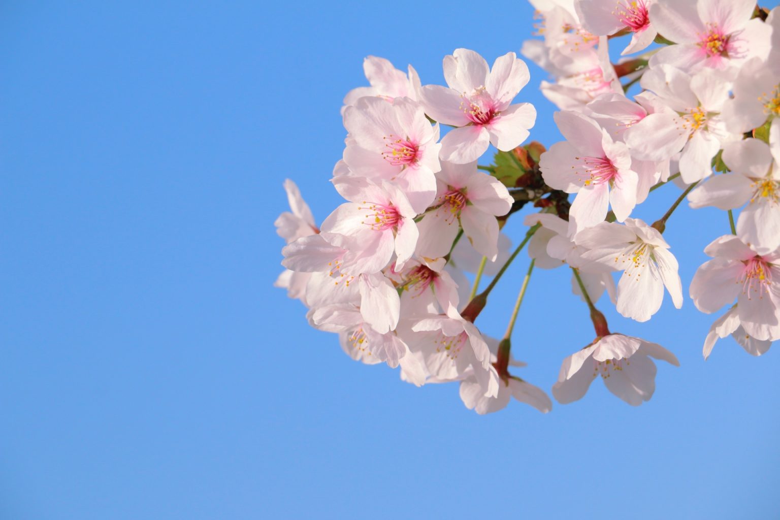 『リアコイ！』原作者を直撃インタビュー。漫画化までの道のりと“胸キュン”を生み出す秘訣 - Teller Novel more